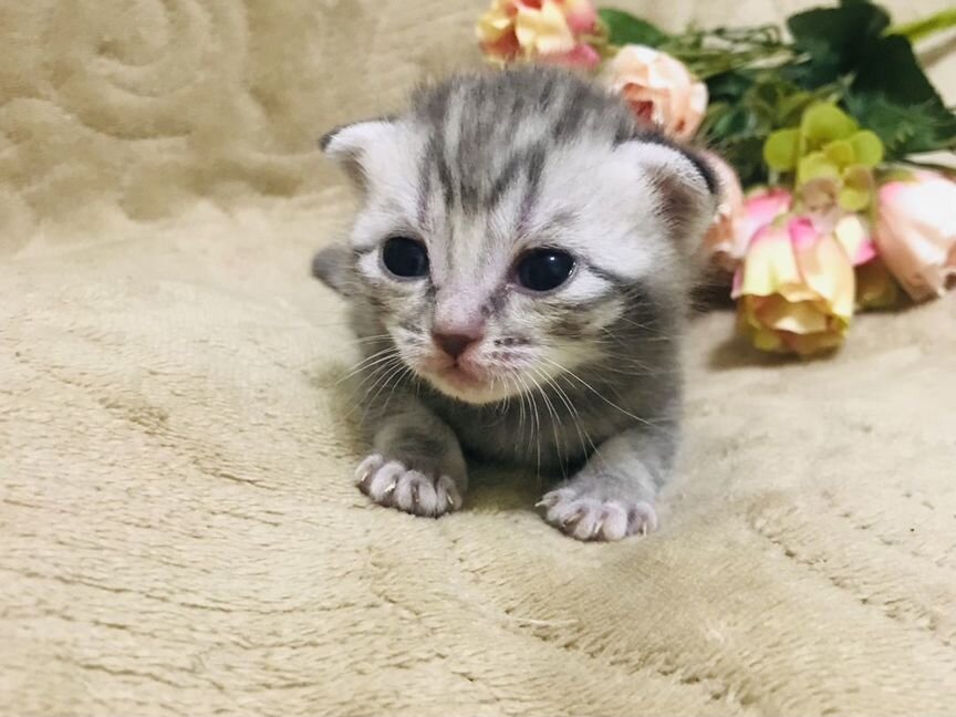 Шотландские вислоухие котята