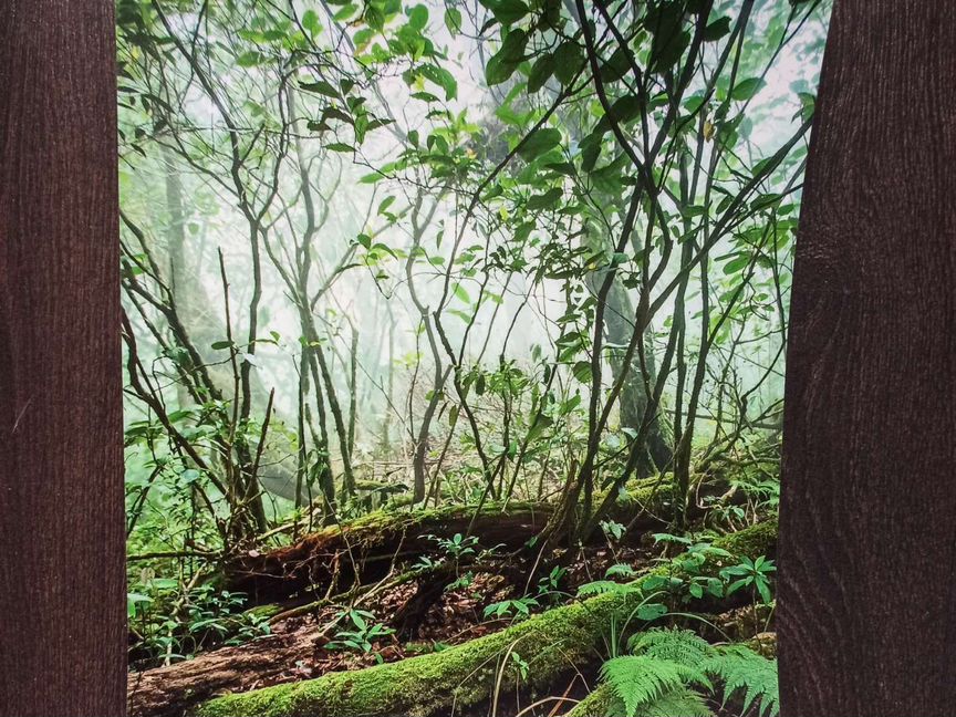 Задний фон в террариум