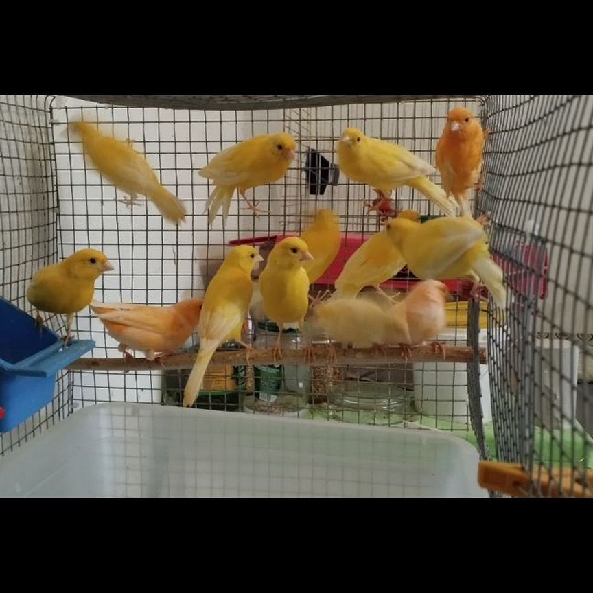 Канарейки