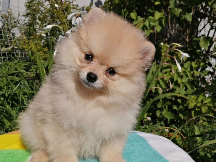 Померанский шпиц девочка
