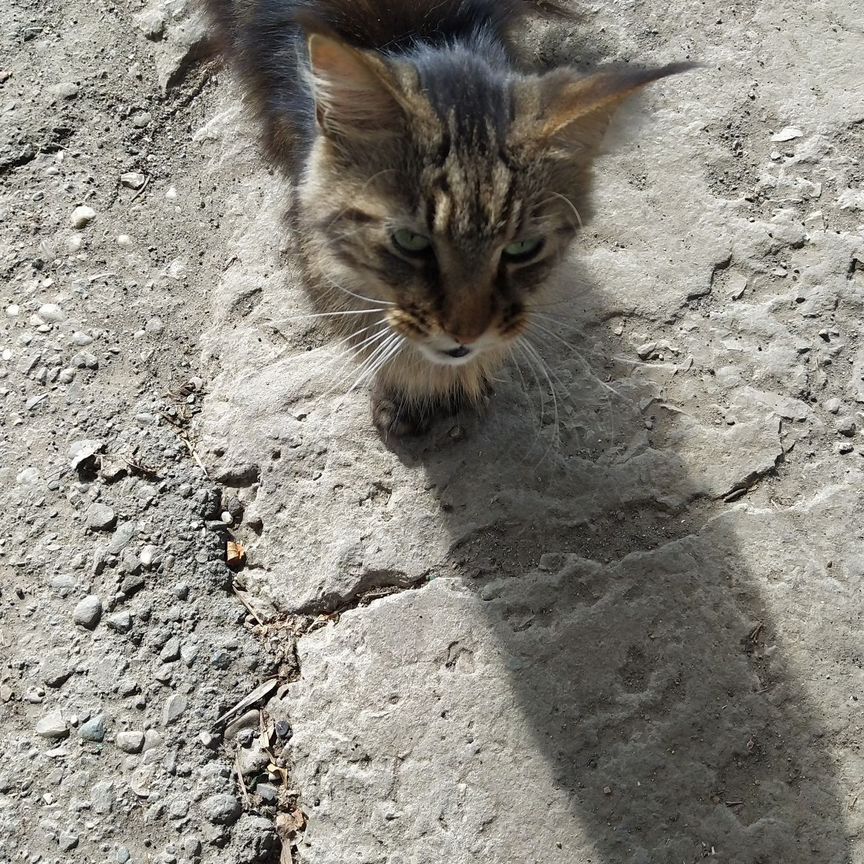 Отдам кота в хорошие руки порода майкун