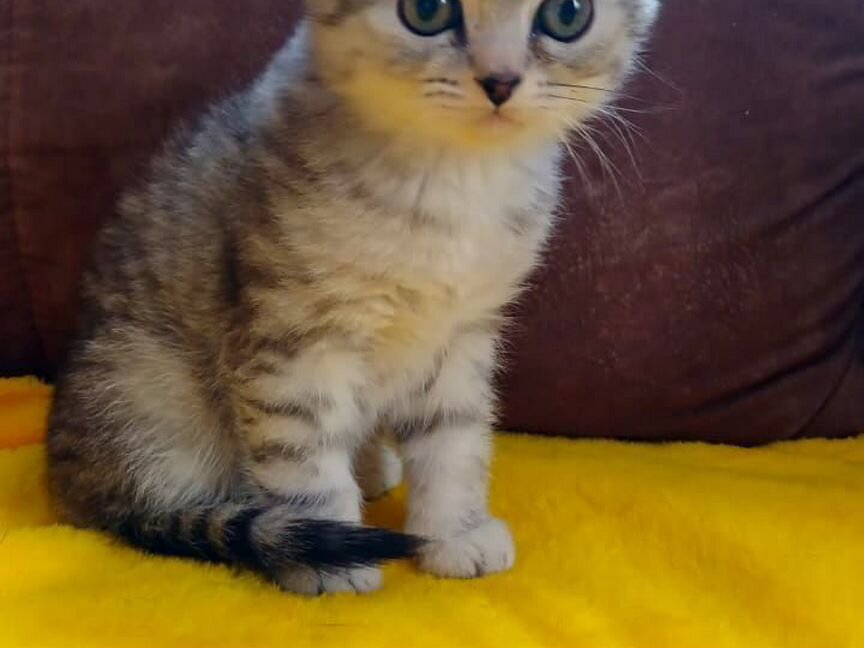Шотландские вислоухие котята