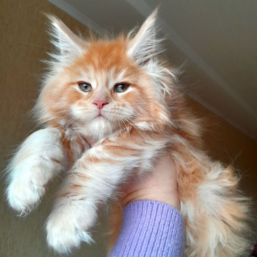 Эффектные Мейн-куны