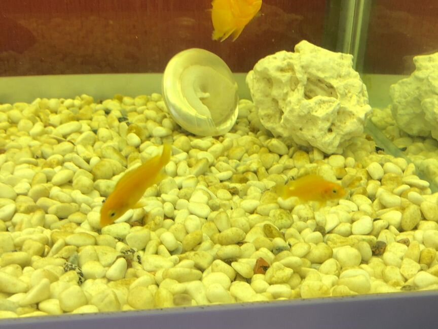 Мальки циклид