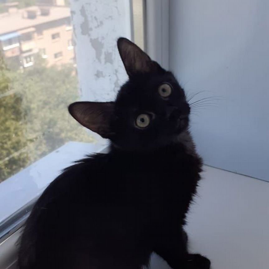 Котенок в добрые руки