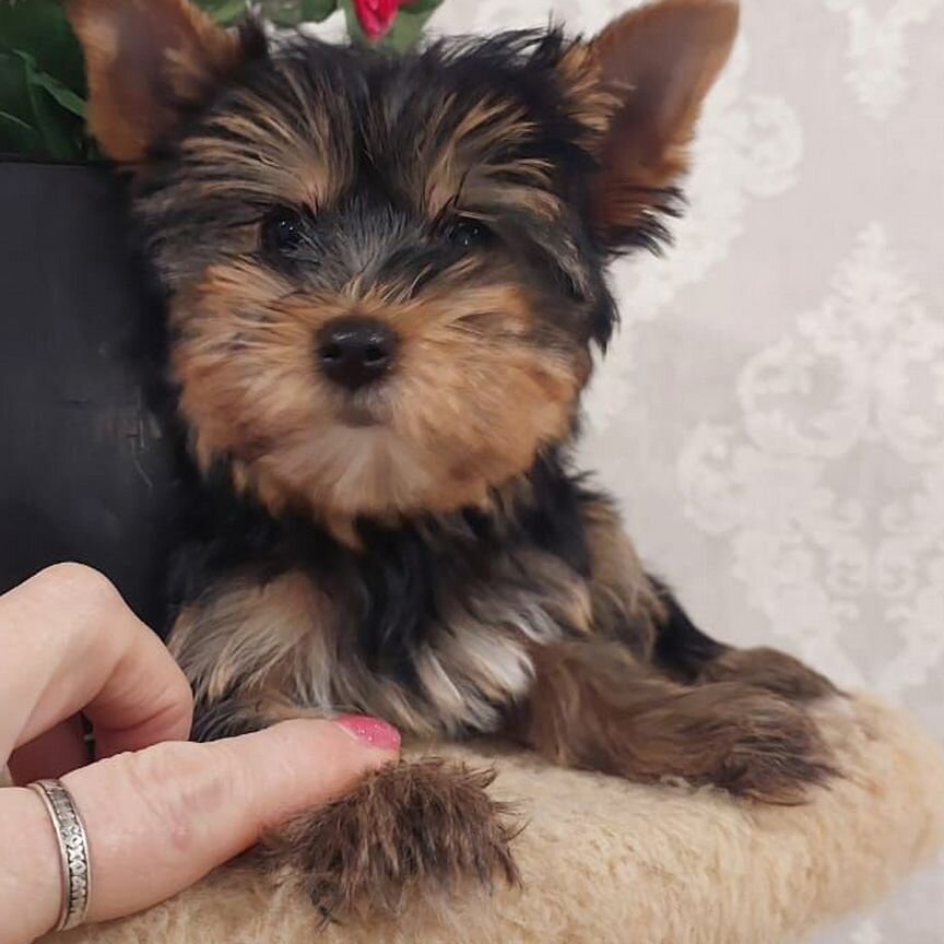 Йоркширский терьер, щенок