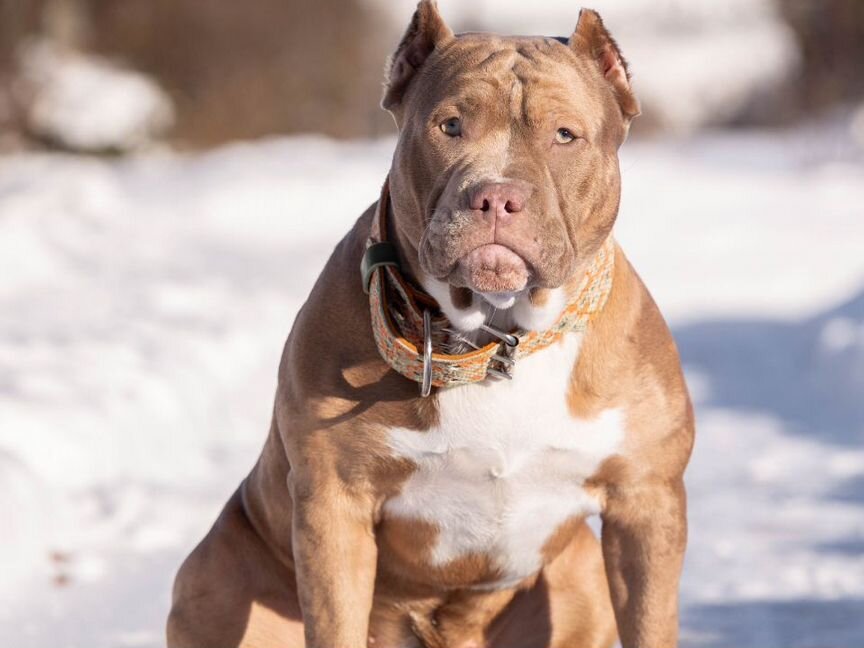 Щенок подрощенный амбулли Стандарт Классик