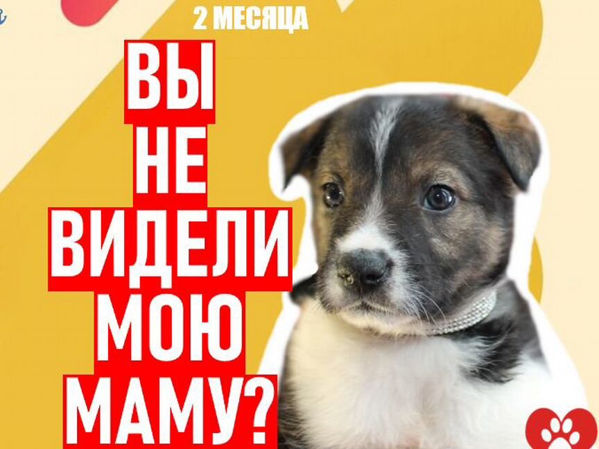 Цезарь щенок С вашим характером