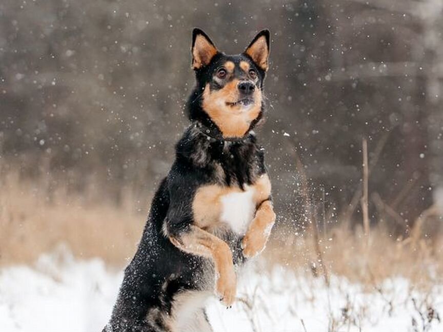 Нежная и ласковая Дора с человеческим взглядом