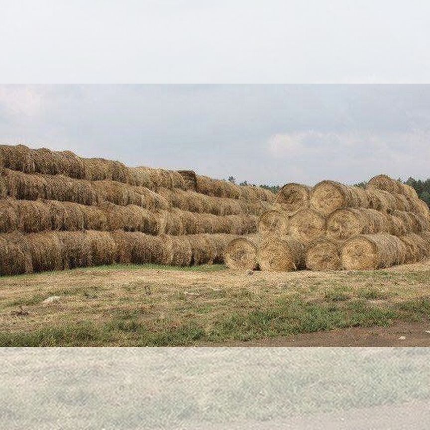 Свежее сено в рулонах 2025