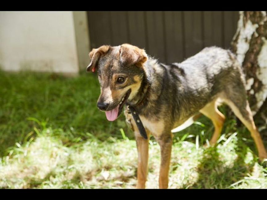 Чудесный небольшой пёсик хочет домой