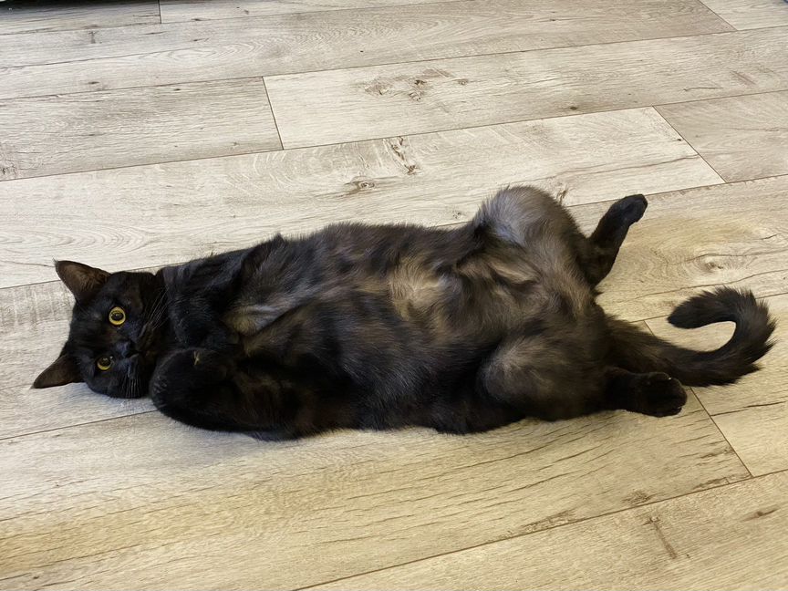 Шотландский прямоухий кот