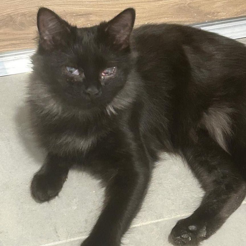 Слепая кошечка в дар