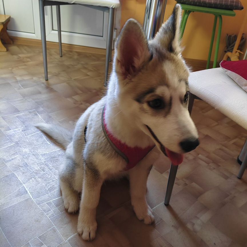 Сибирский хаски, щенок