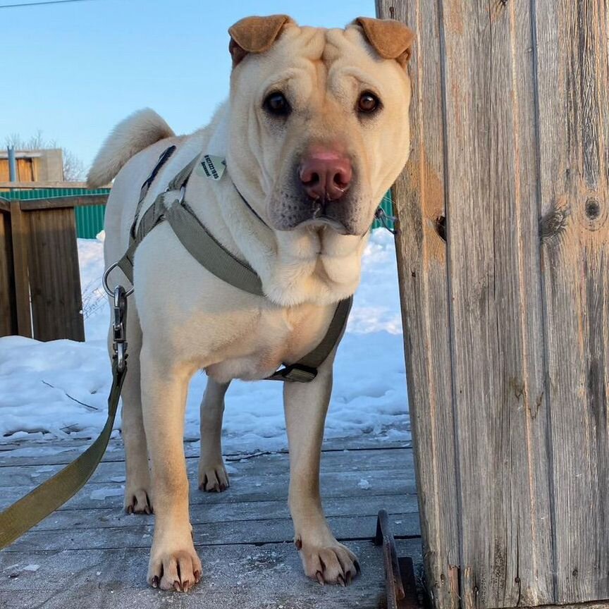 Собака Шери