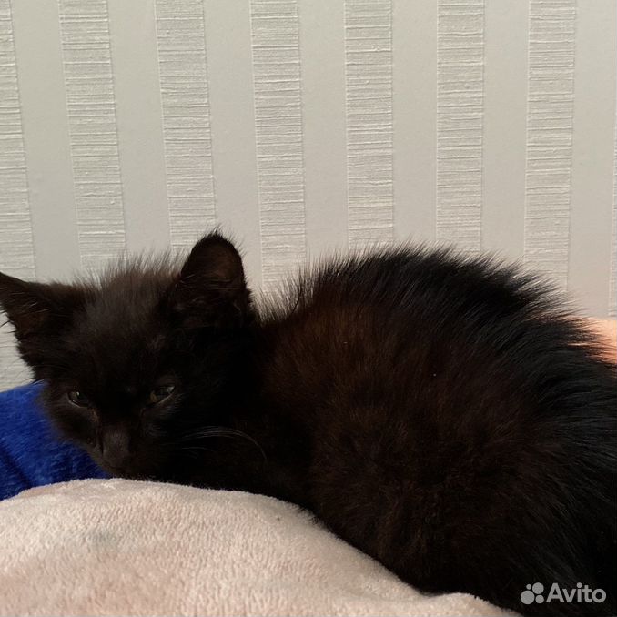 Чёрно-Коричневый котёнок