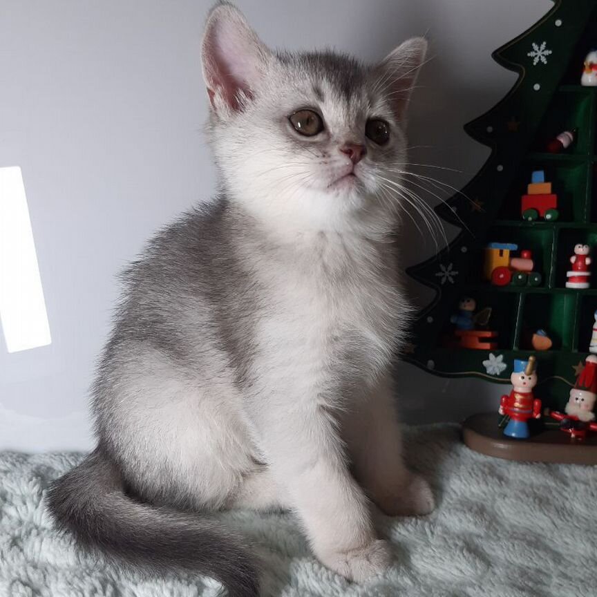 Британский короткошёрстный котёнок
