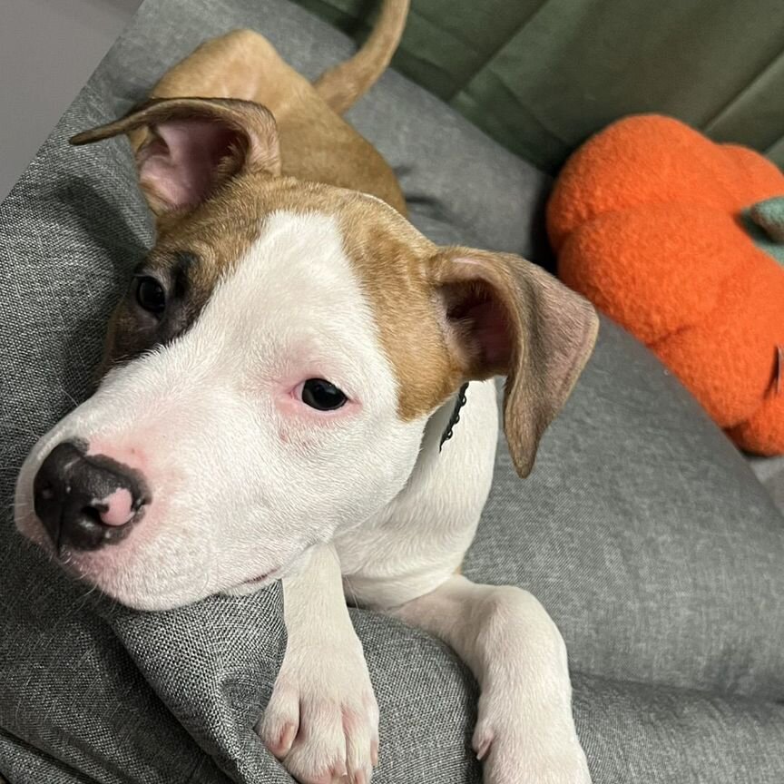 Стаффордширский терьер мальчик