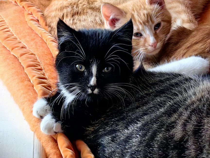 Котята