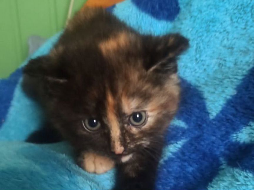 Шотландские прямоухие котята