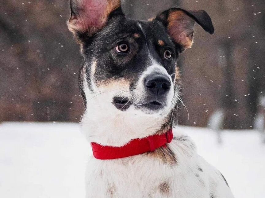 Пятнистая красавица Веснушка