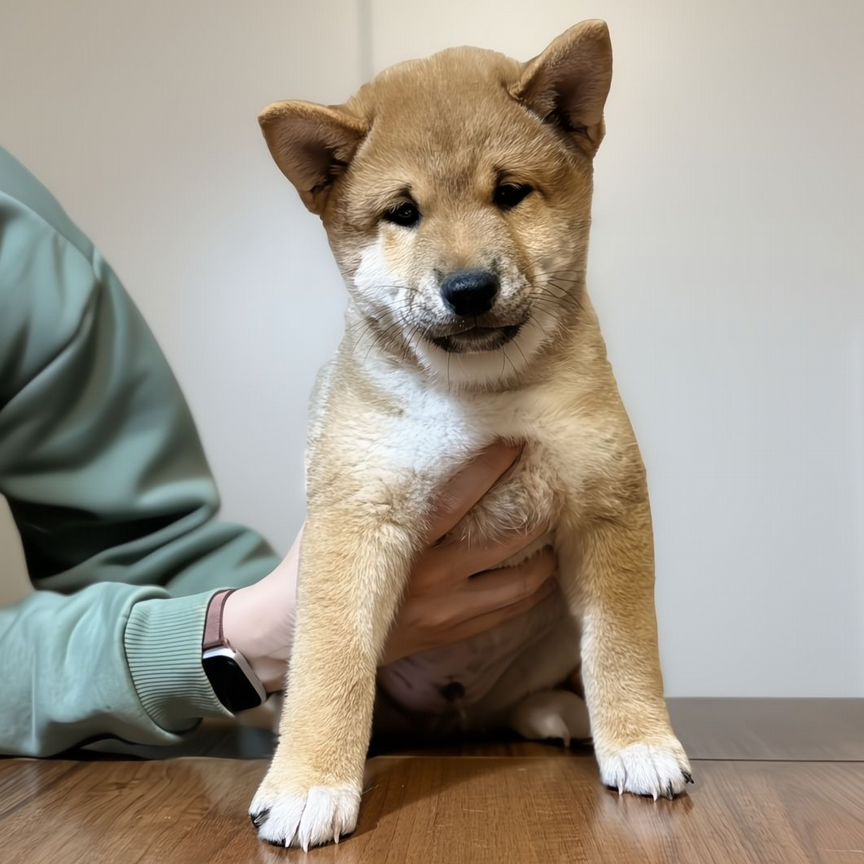 Сиба-ину, щенок