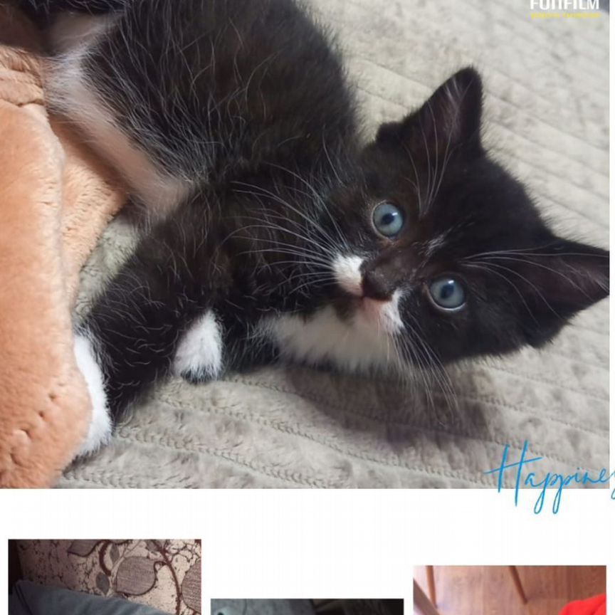 Котёнок в добрые руки