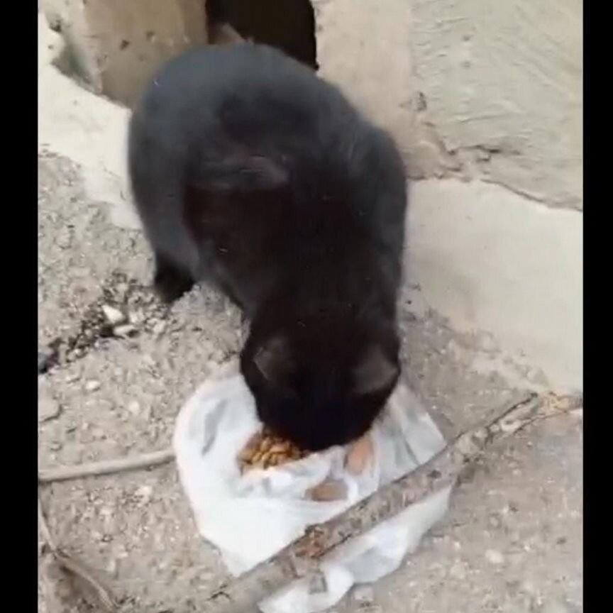 Кошки в добрые руки