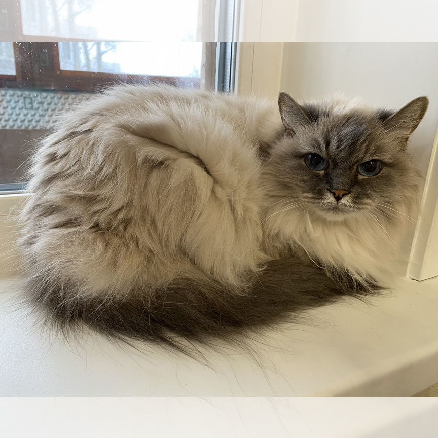 Взрослая кошка в добрые руки