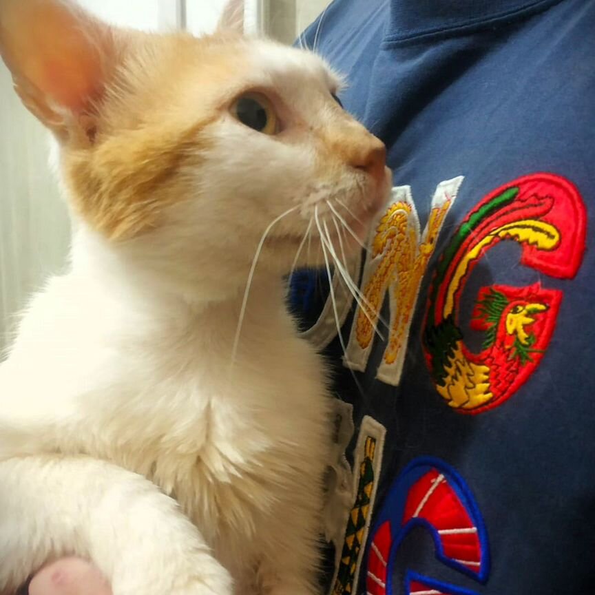 Котик в добрые ручки