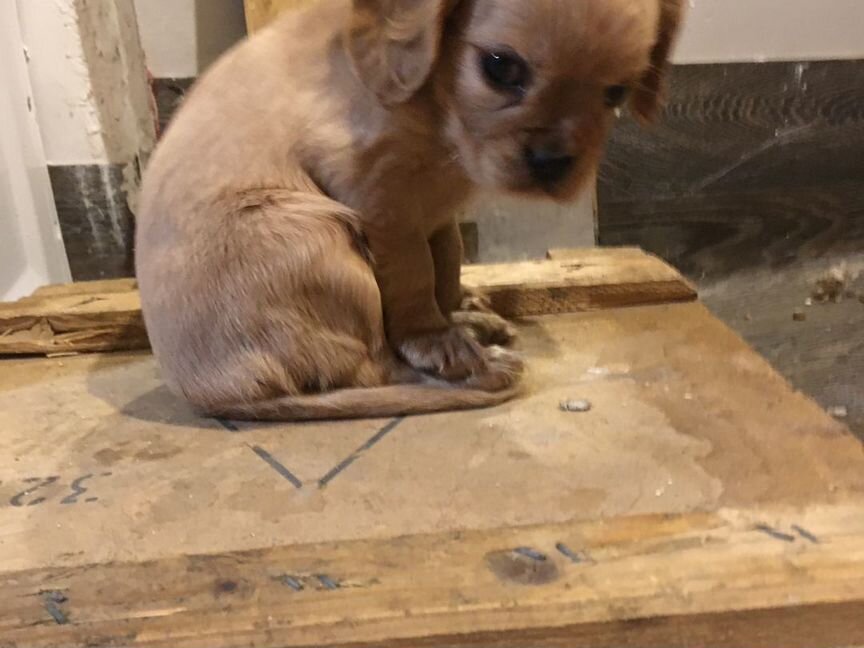 Кавалер кинг чарльз спаниель