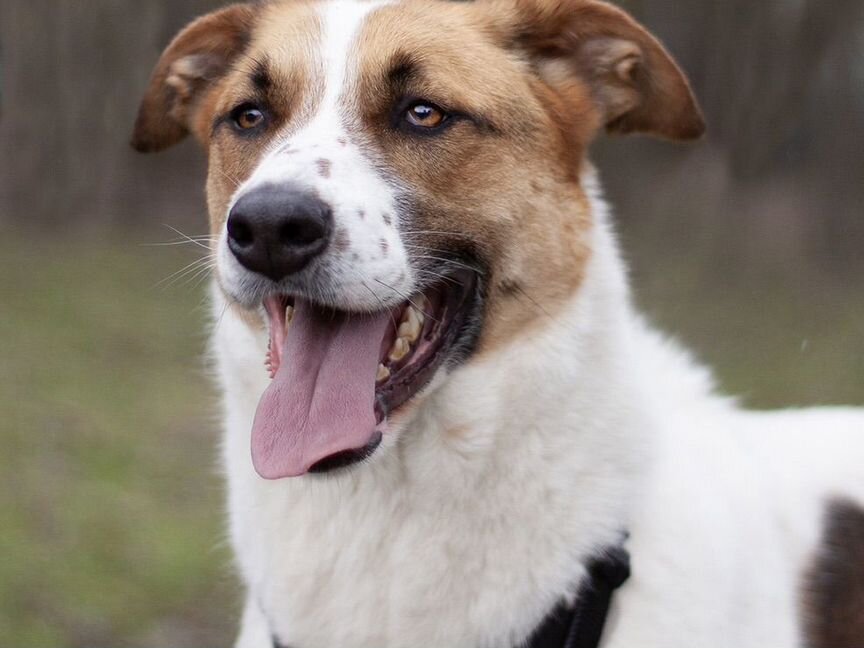 Собака в добрые руки