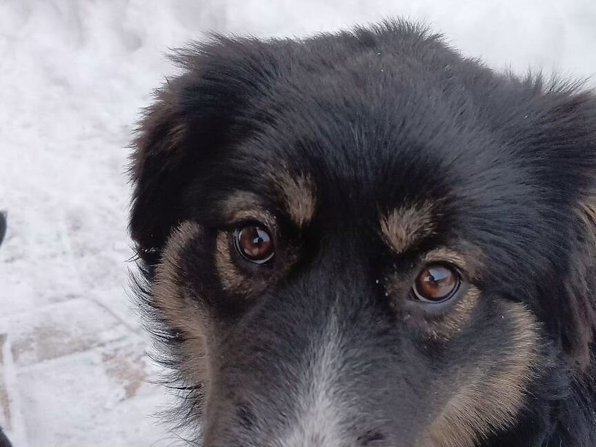 Собака в добрые руки отдам бесплатно