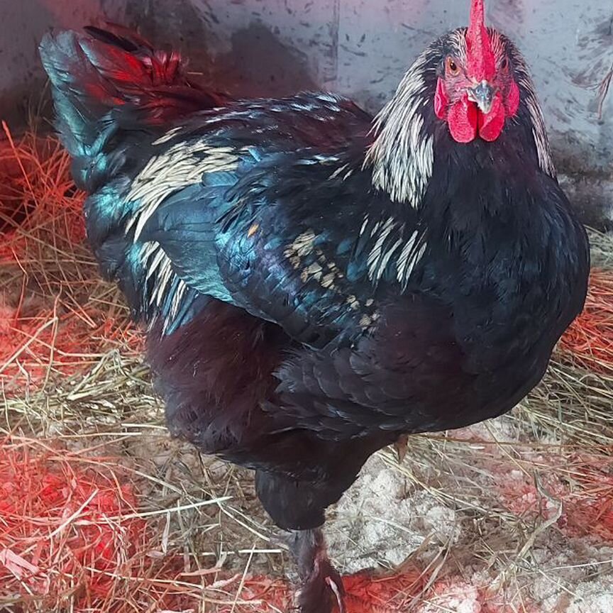 Молодые петухи