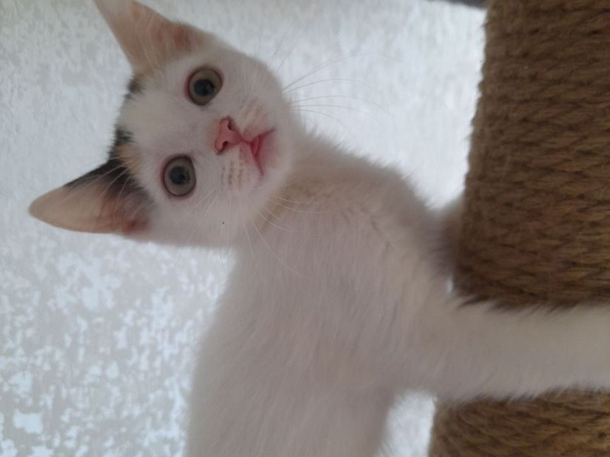 Мишаа кошечка