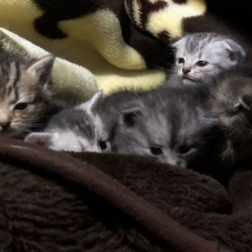 Котята в добрые руки бесплатно