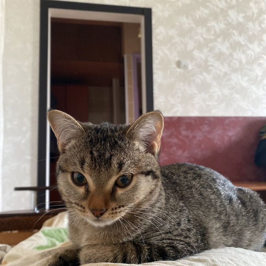 Отдам кота в добрые руки