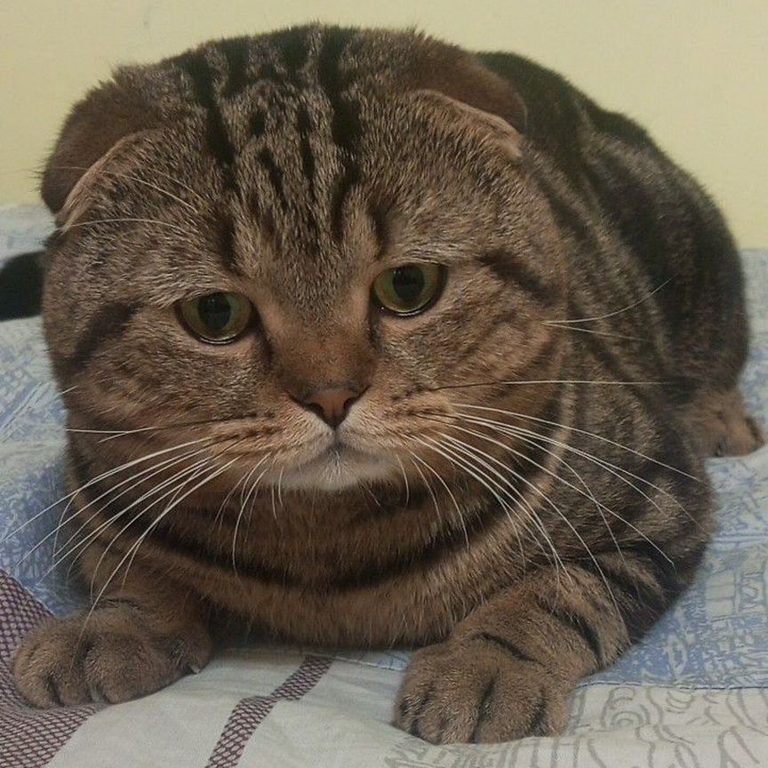 Отдам бесплатно, кот шотландский