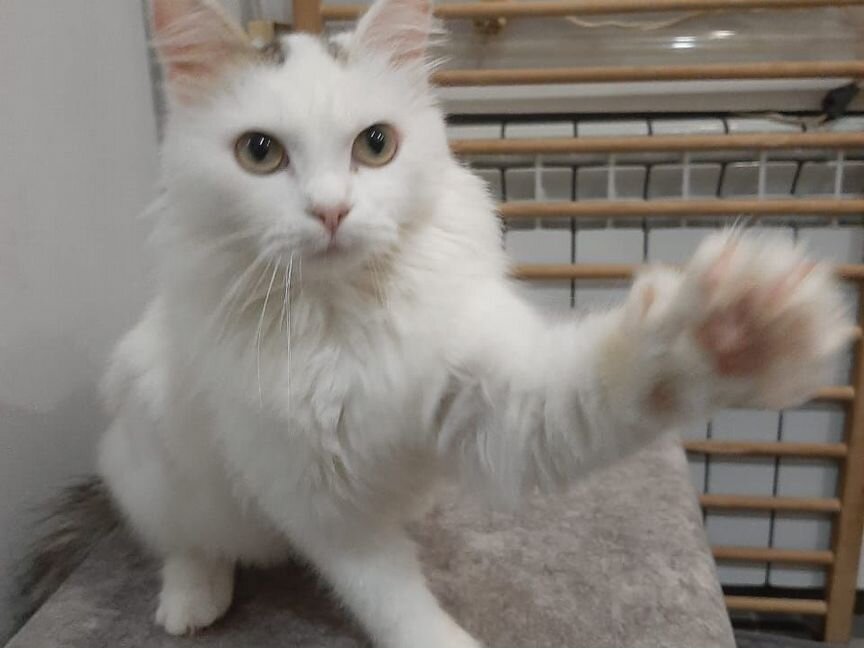Турецкая ангора молодая кошечка
