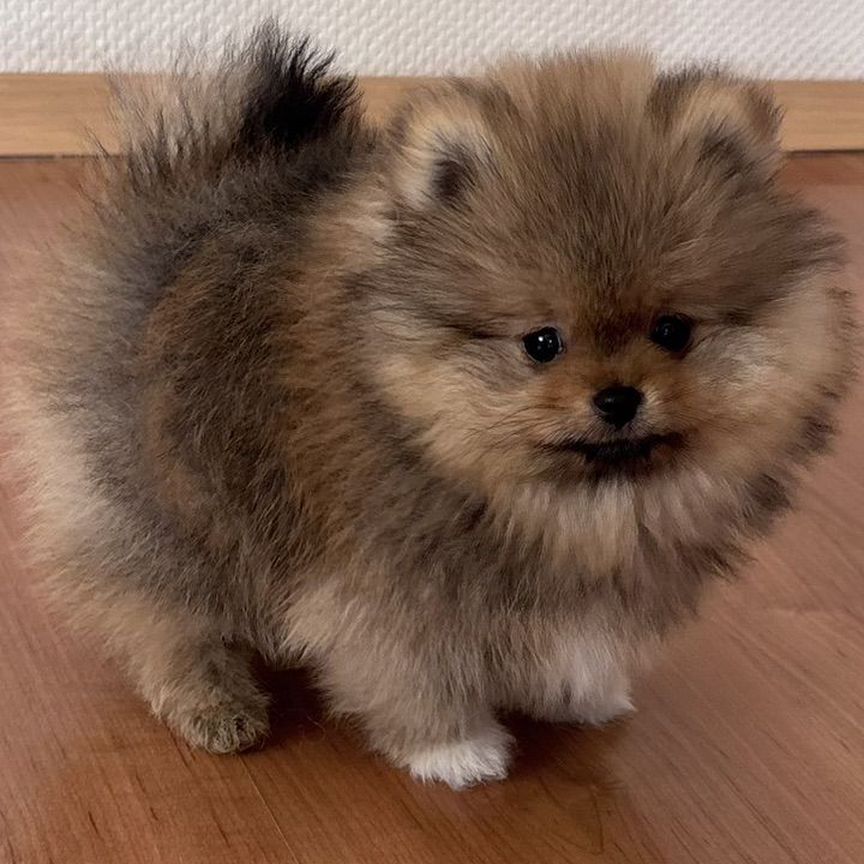 Померанский шпиц, щенок