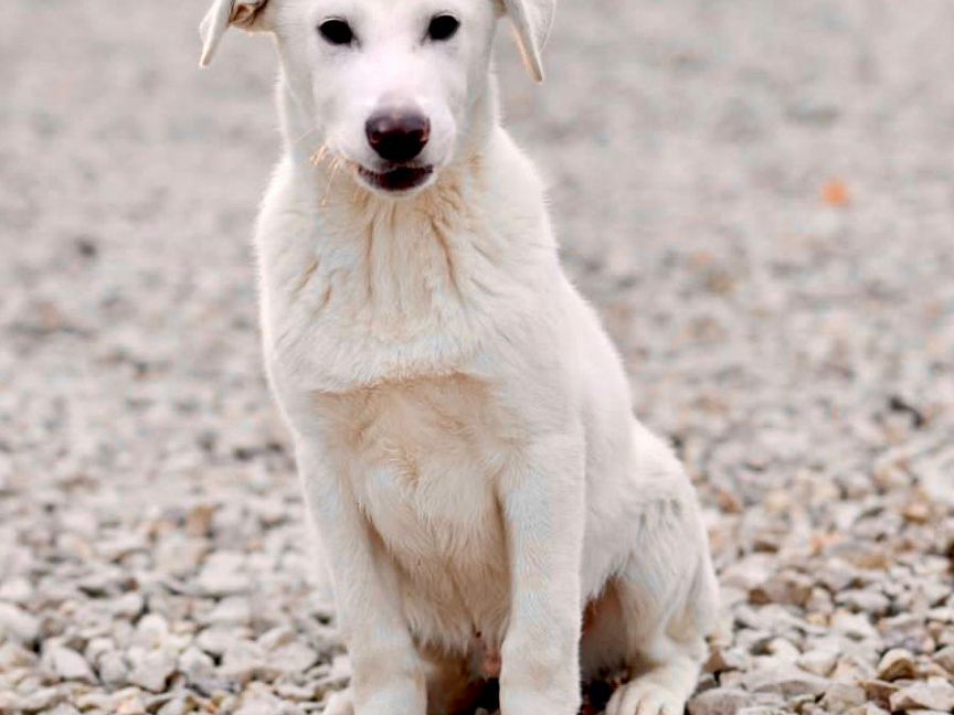 Белоснежный щенок Рикки 4 мес ищет дом