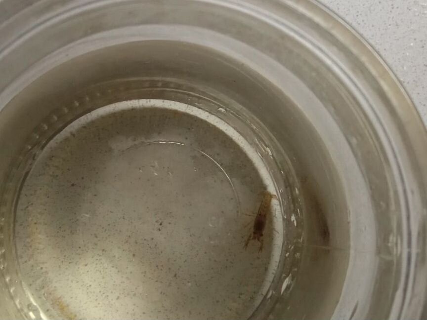 Малек рака акар