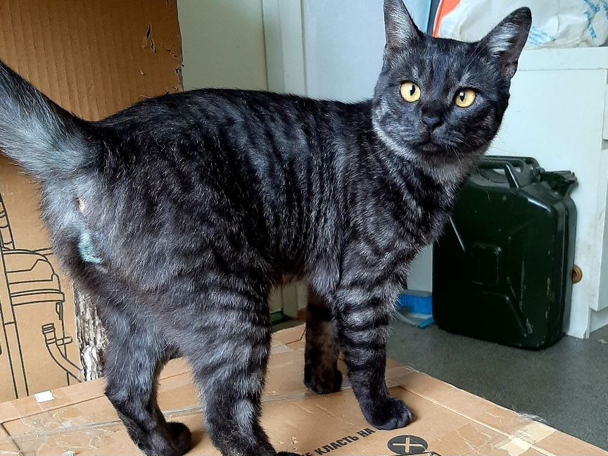 Котенок 7-8 месяцев в добрые руки