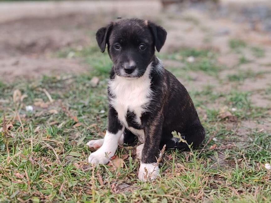 Собака в добрые руки