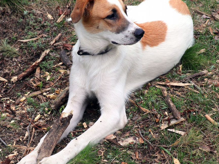 Великолепный Спайк