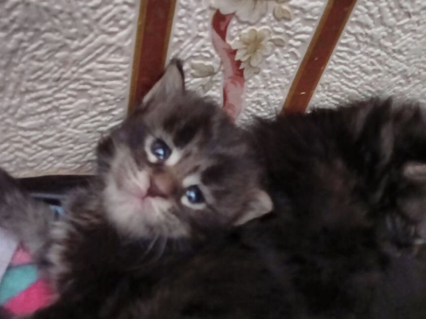 Мейн-куны котята американские