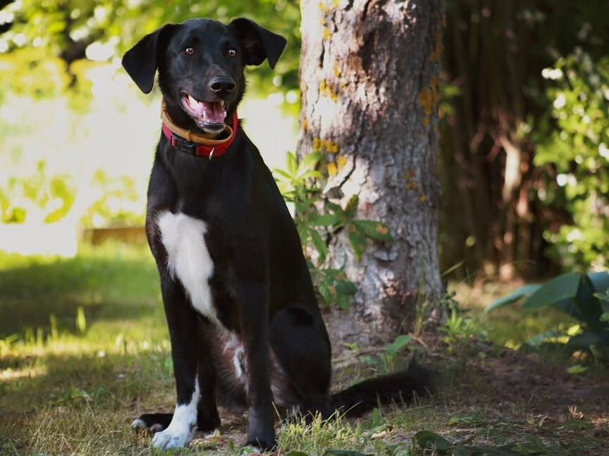 Чаплин ищет дом