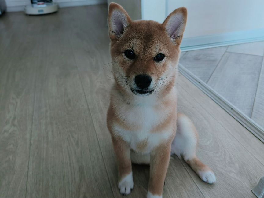 Щенок сиба ину