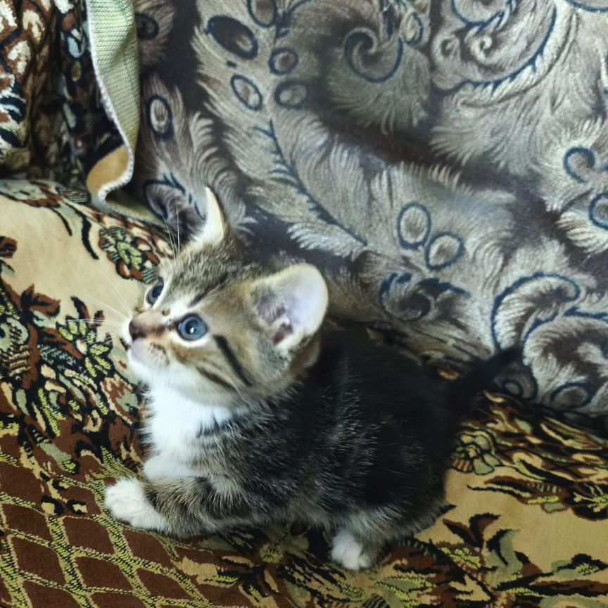 Котики