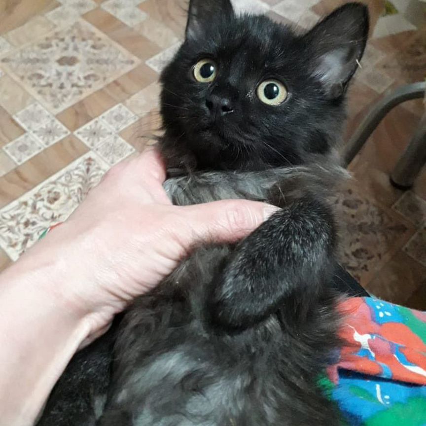 Котенок девочка 2,5 мес